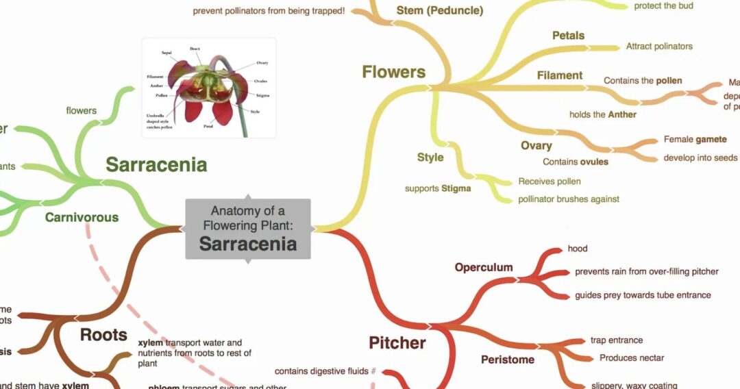 Best Mind Map Tools for Authors in 2025